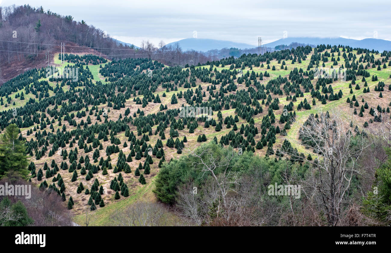 Fur Trees Scattered Across A Mountain Stock Photo - Alamy