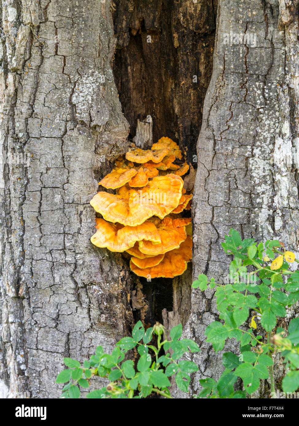 Yellow tree sponge in an oak trunk (Quercus), Fuente Dé, Cantabria ...