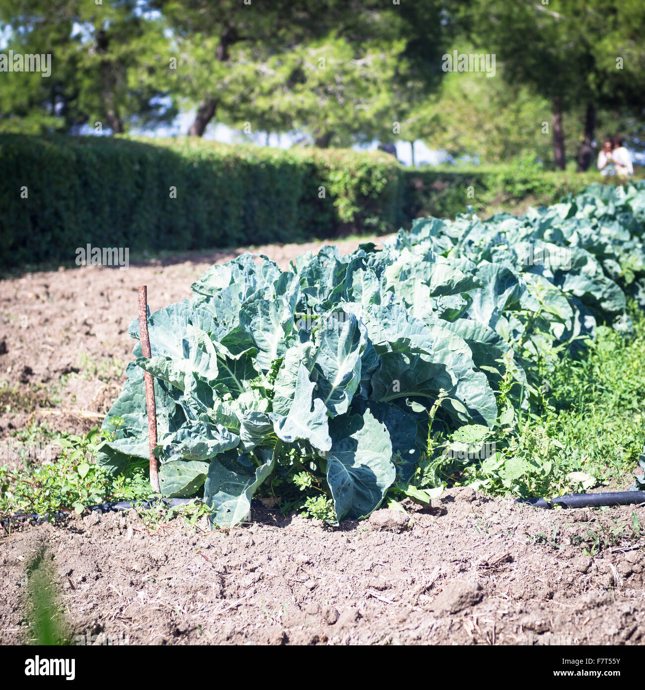 planting of cabbage lined. Field of cabbage. Concept of agriculture and ...