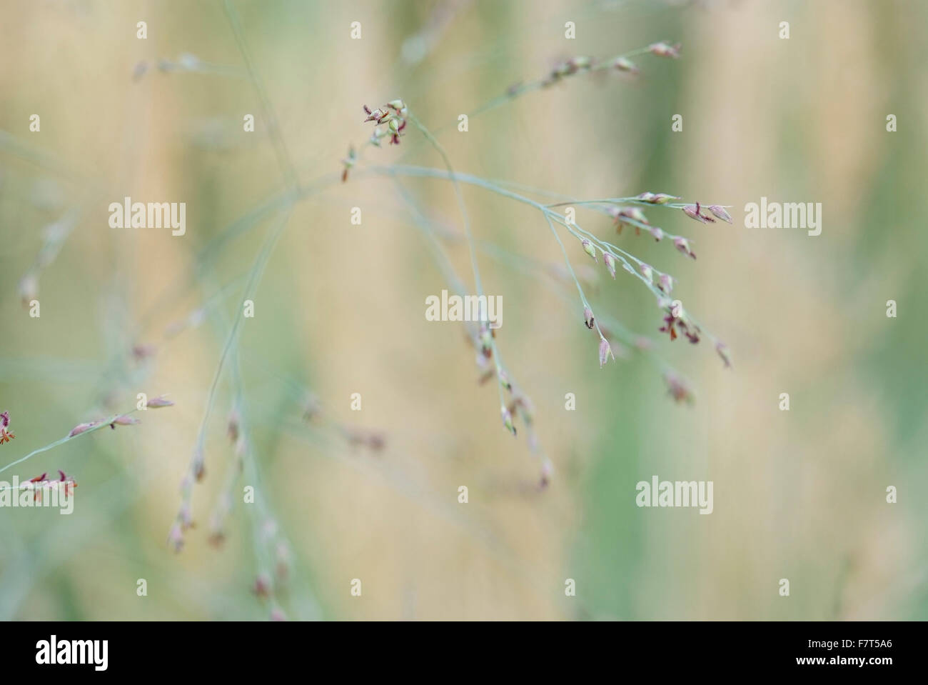 texture of the leaves and stems of grasses Stock Photo - Alamy