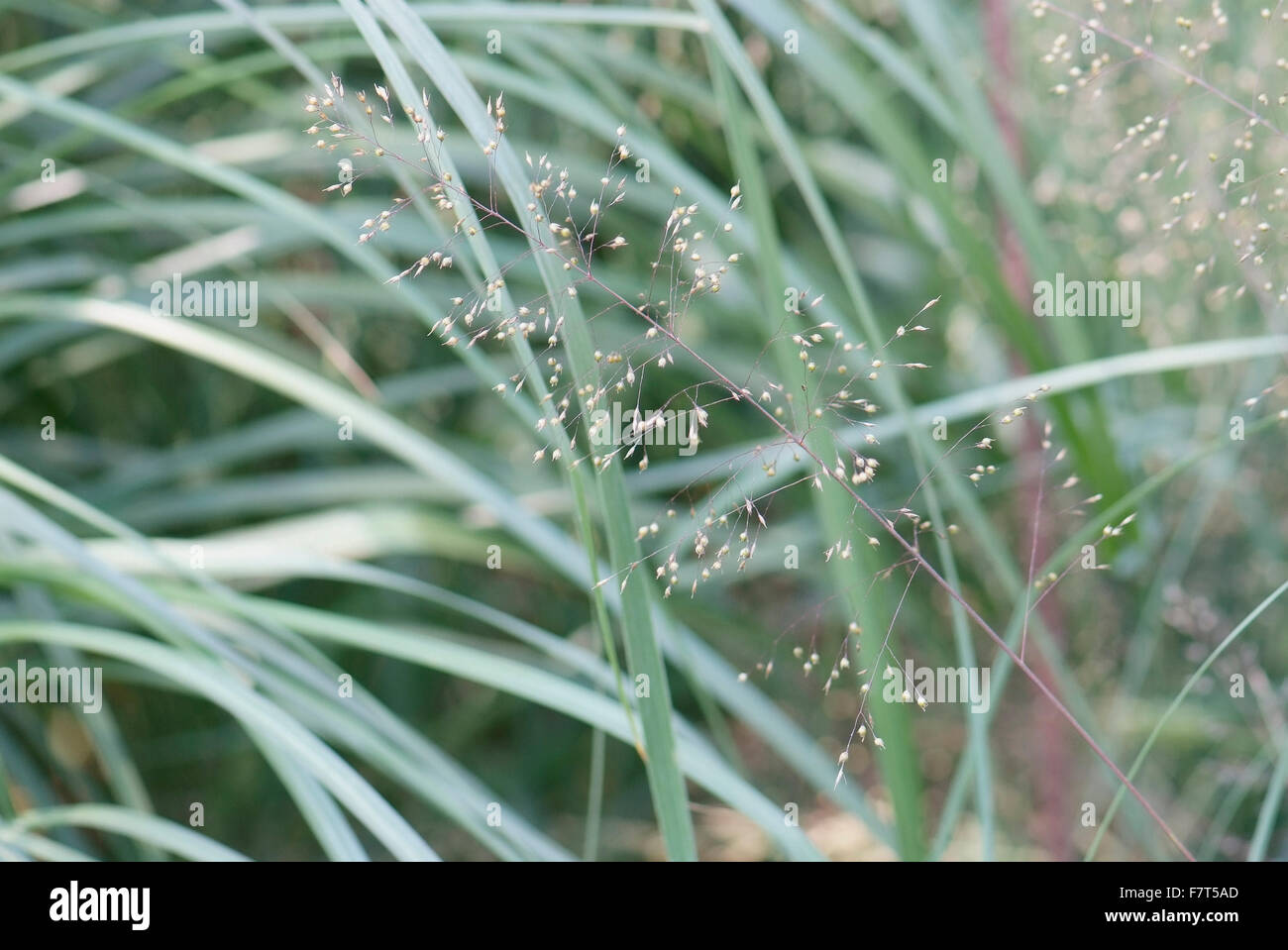 texture of the leaves and stems of grasses Stock Photo - Alamy