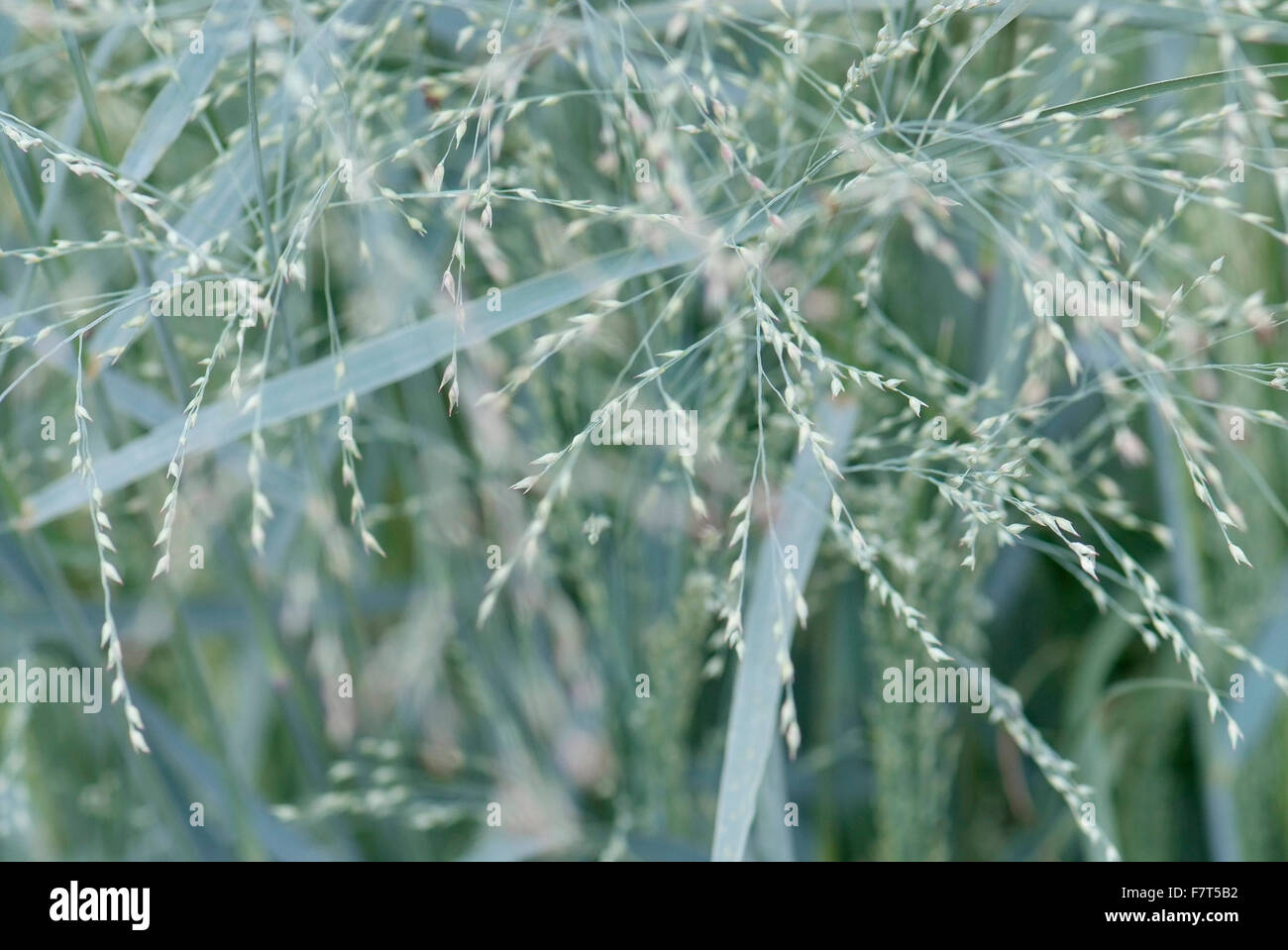 texture of the leaves and stems of grasses Stock Photo - Alamy