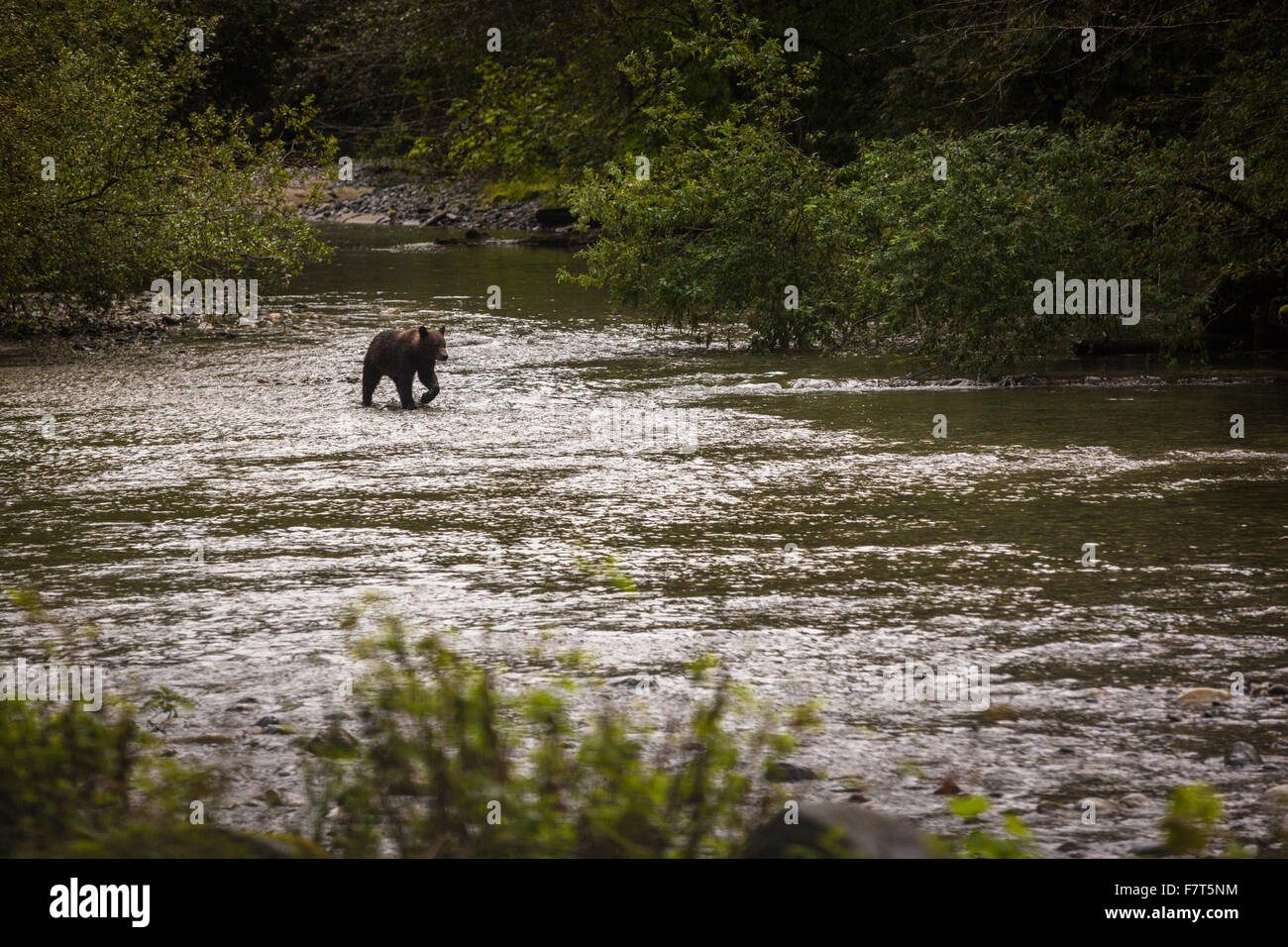 Grizzly bears in the Orford River Valley, Vancouver Island, British ...