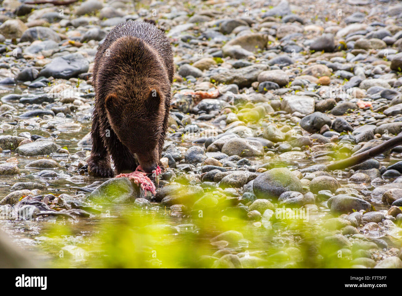Grizzly bears in the Orford River Valley, Vancouver Island, British ...