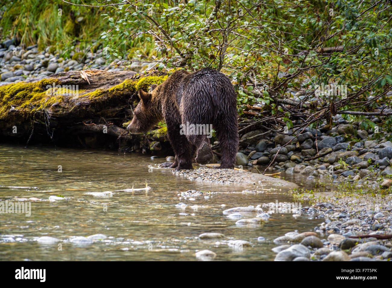 Grizzly bears in the Orford River Valley, Vancouver Island, British ...
