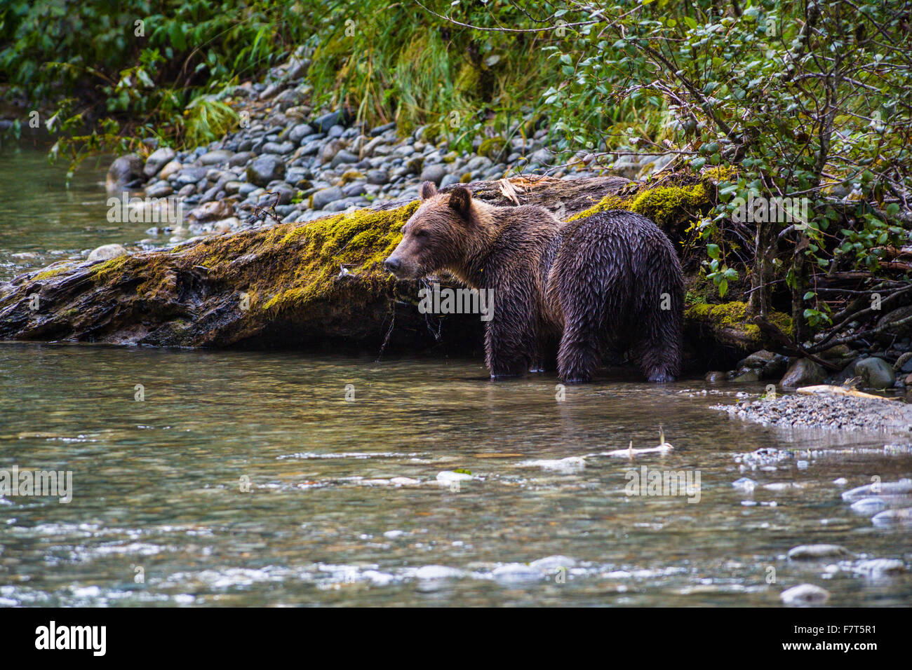 Orford river grizzly hi-res stock photography and images - Alamy