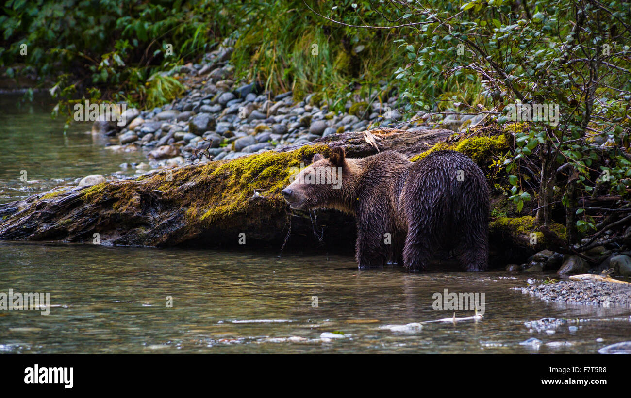 Grizzly bears in the Orford River Valley, Vancouver Island, British ...