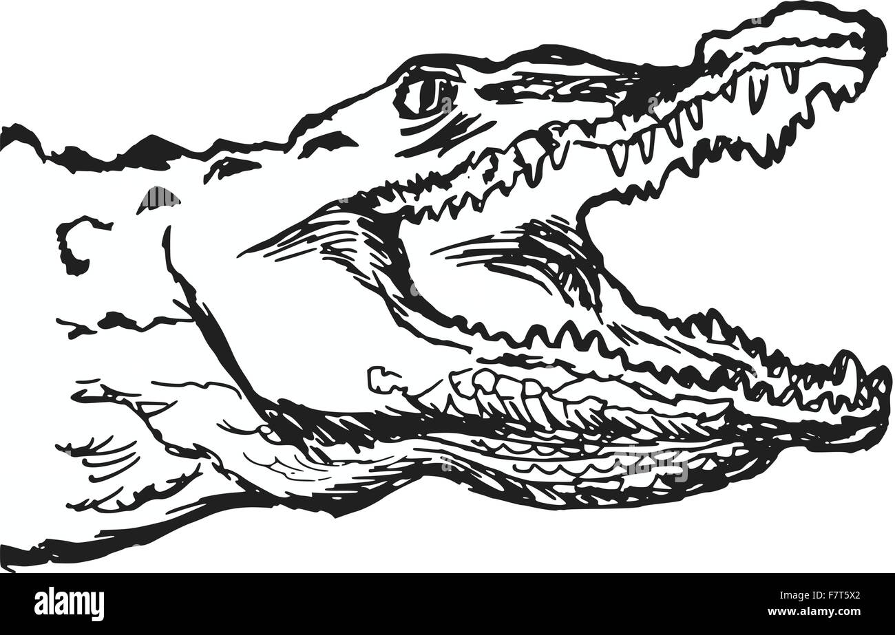 Crocodile Stock Vector Images - Alamy