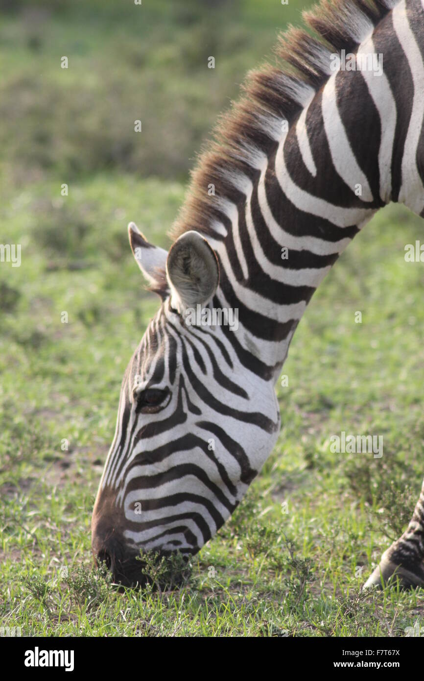 Zebra safari hi-res stock photography and images - Alamy