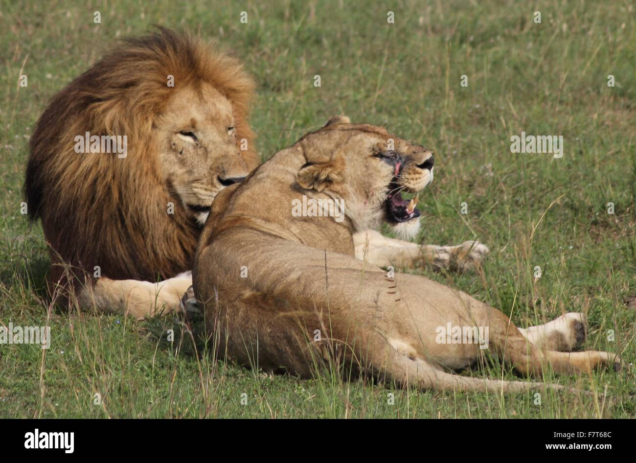 Angry lions hi-res stock photography and images - Alamy