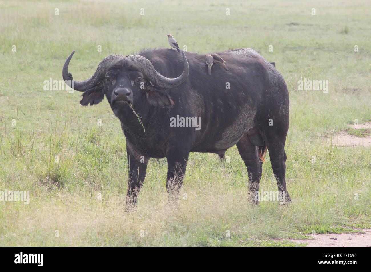 Buffalo eating hi-res stock photography and images - Alamy