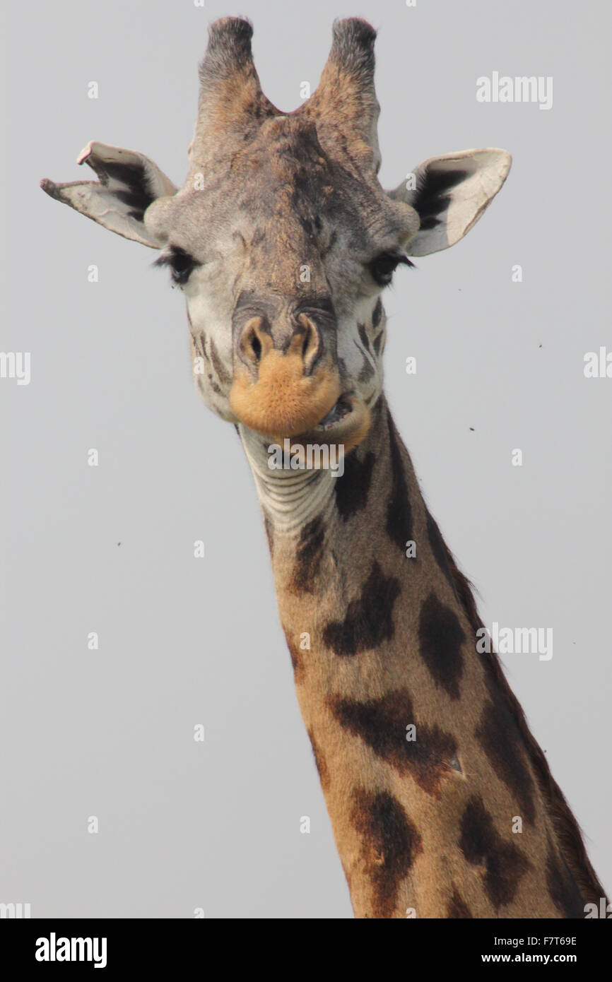 Giraffe stare hi-res stock photography and images - Alamy