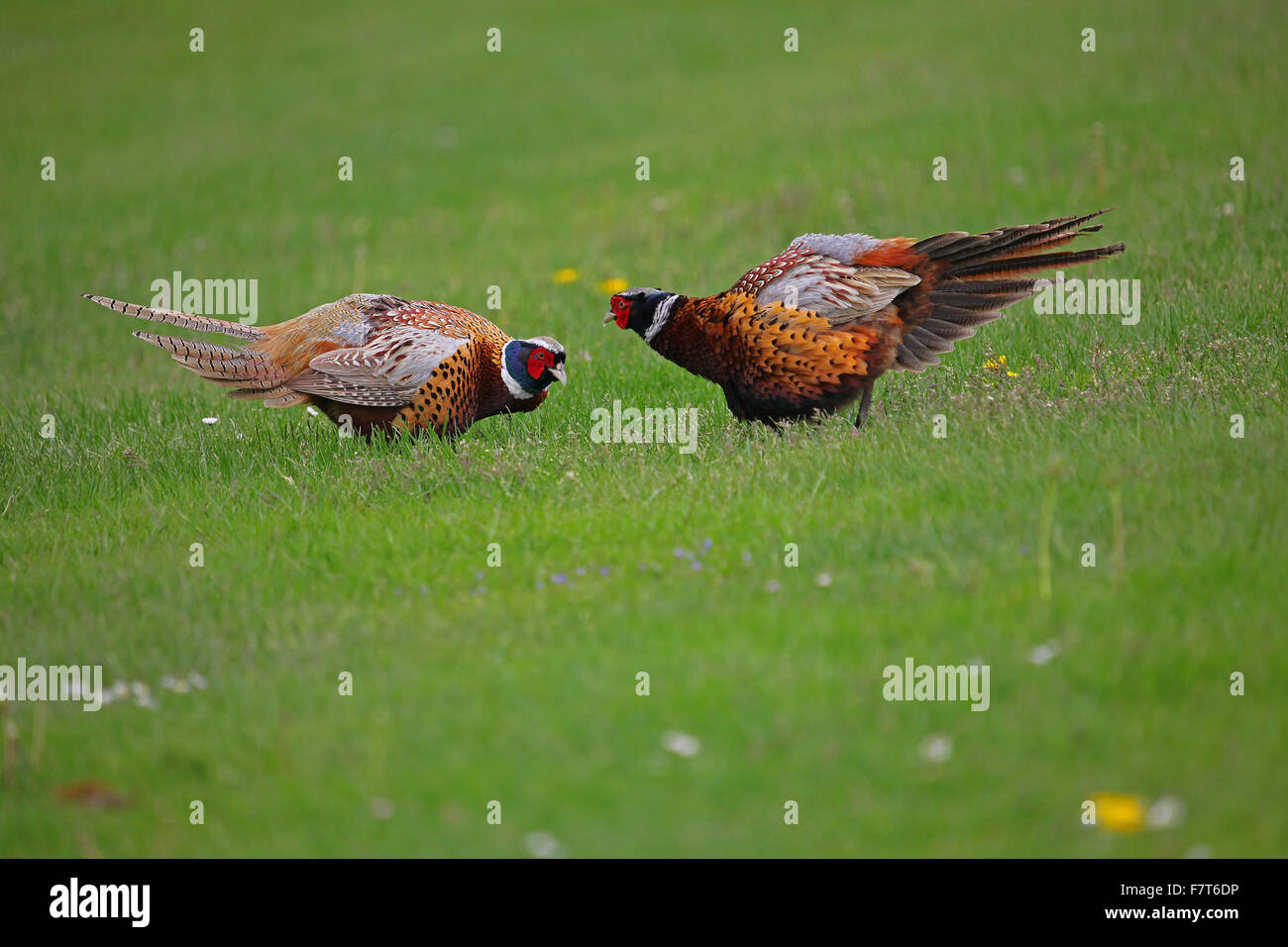 Pheasant (Phasianus colchicus), two cocks facing each other ...
