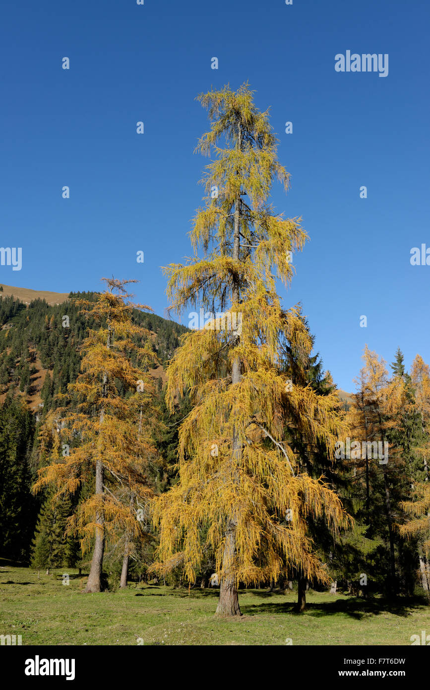 Larch trees in autumn foliage hi-res stock photography and images - Alamy