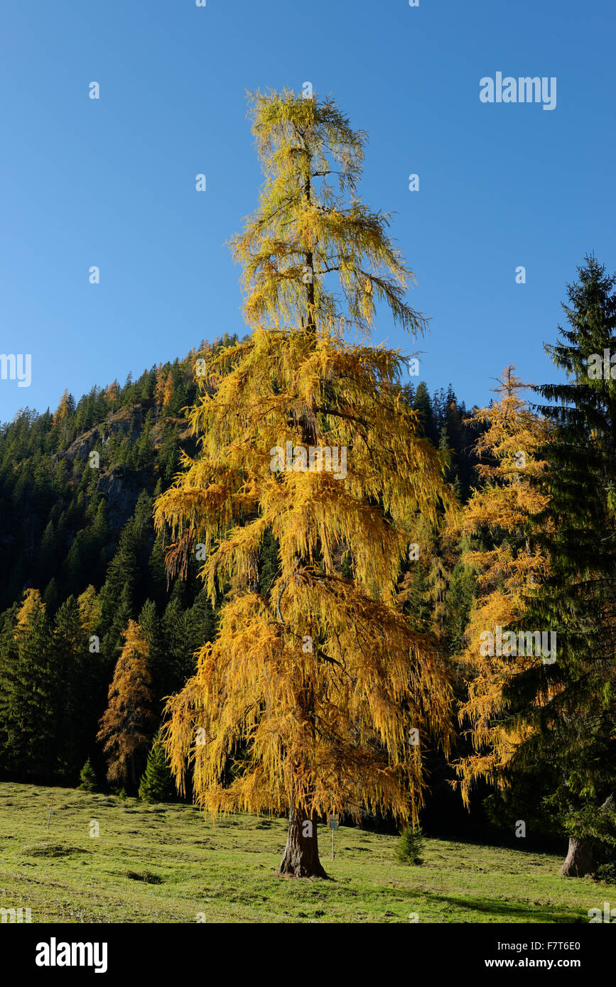 Larch (Larix), larch trees in autumn, Gerntal at Pertisau, Lake ...