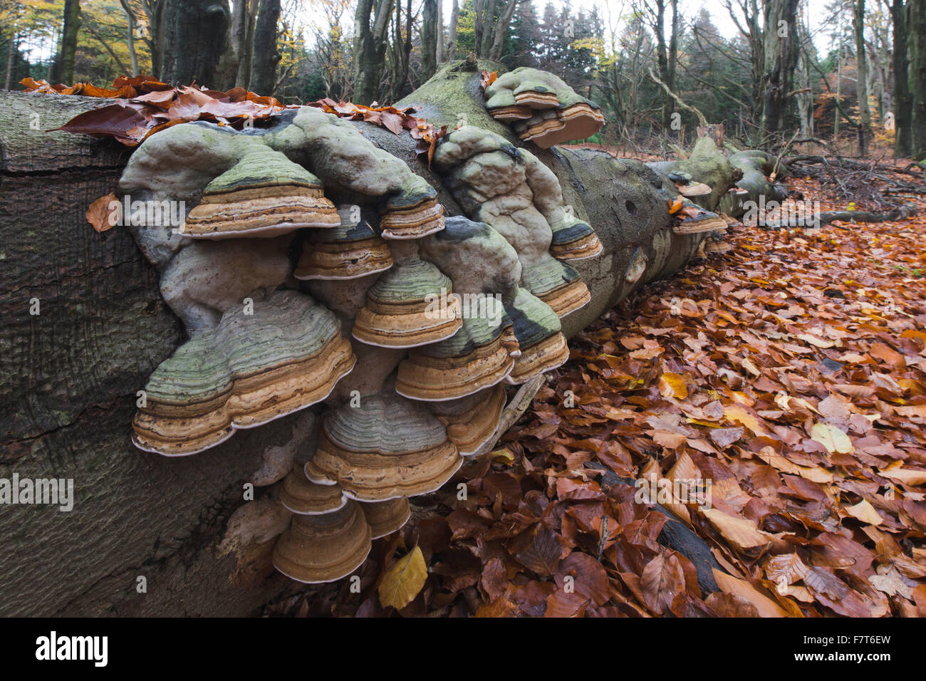 Fomes sp hi-res stock photography and images - Alamy