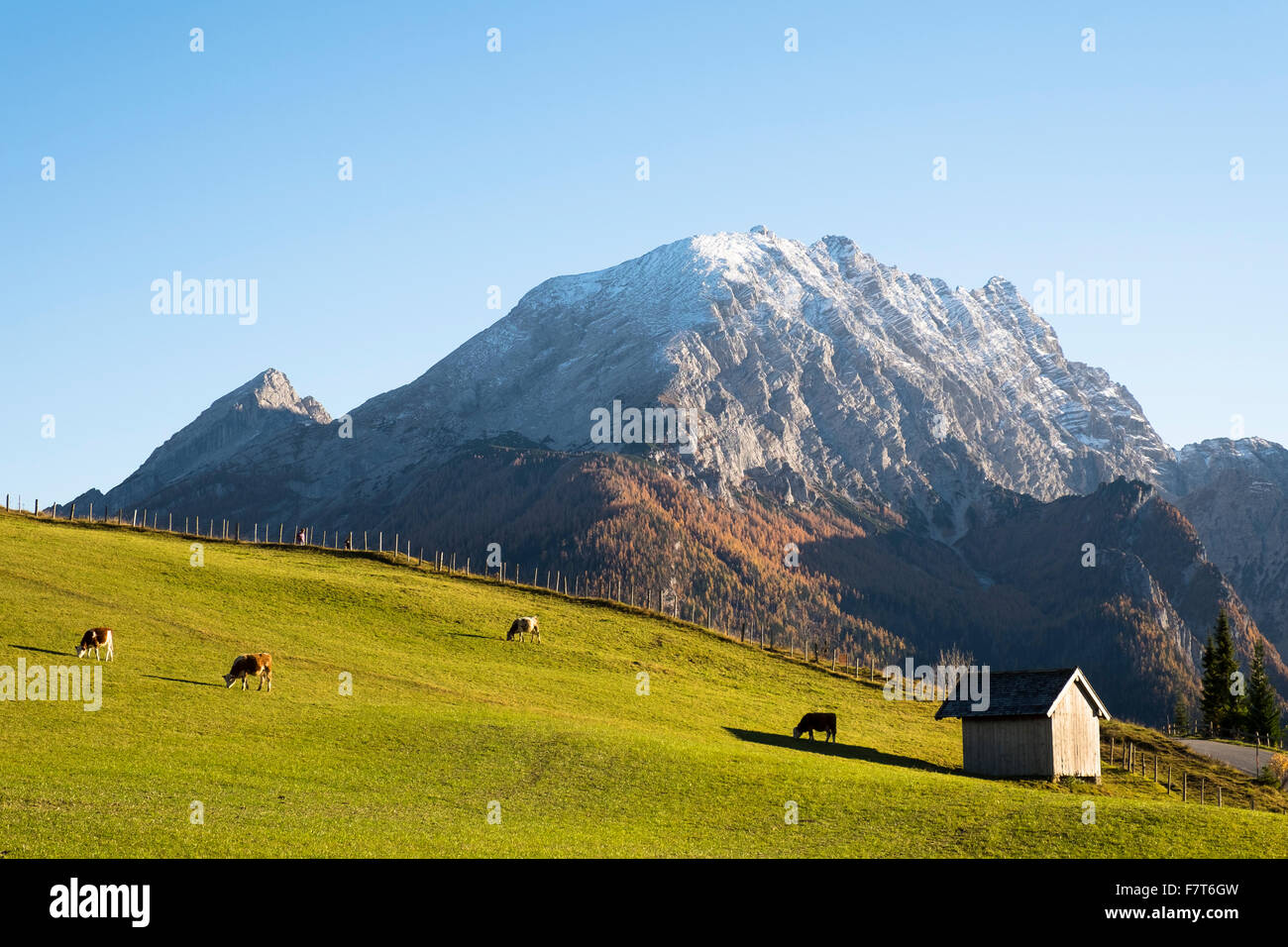 Alpine cows germany hi-res stock photography and images - Alamy