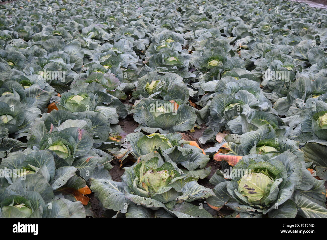 The cabbage field Stock Photo - Alamy