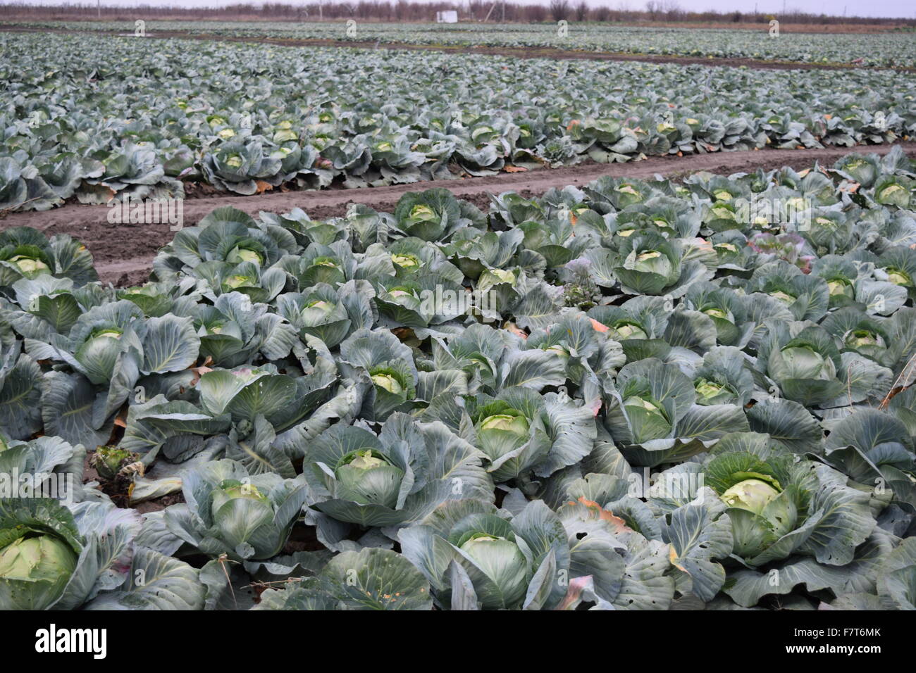The cabbage field Stock Photo - Alamy