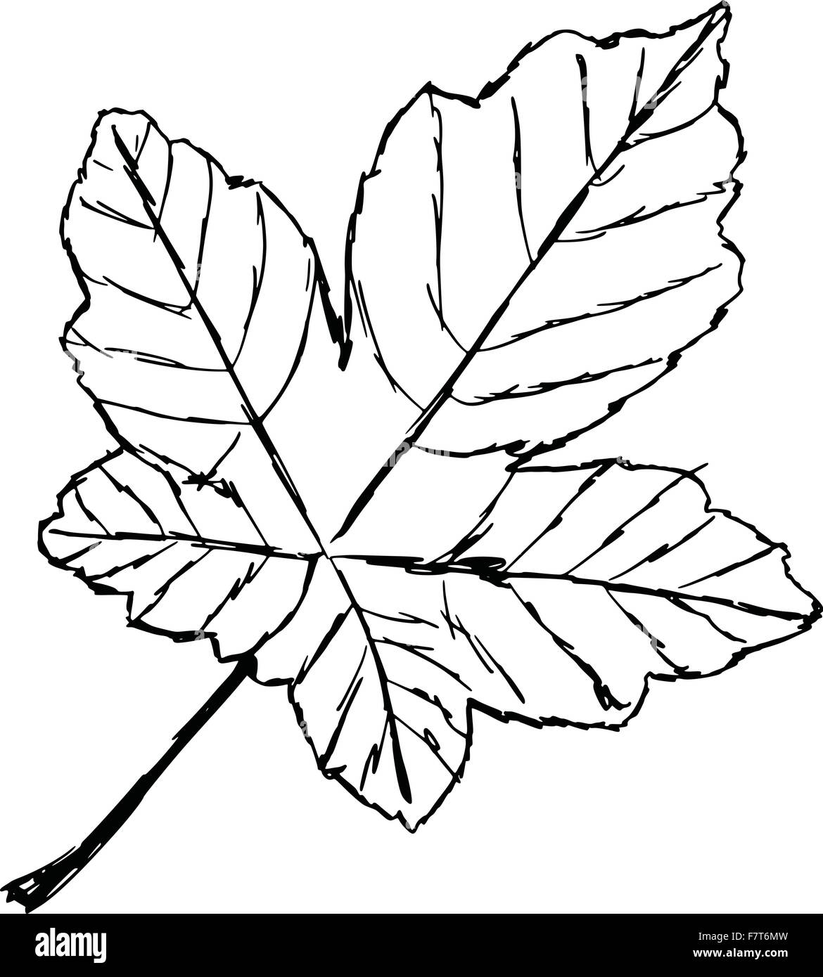 Maple yellow leaf Stock Vector Images - Alamy