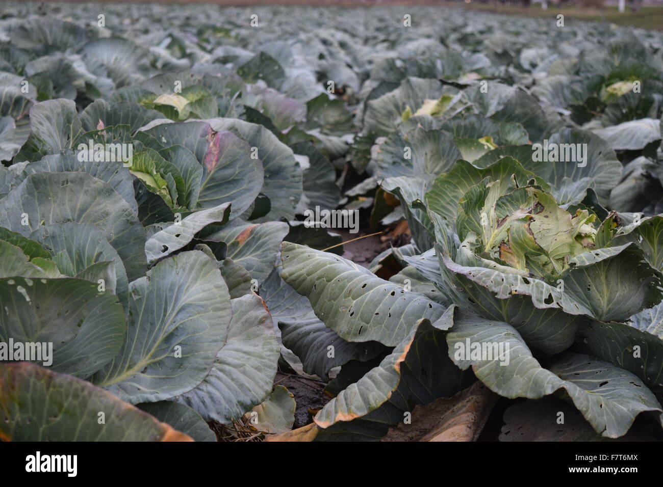The cabbage field Stock Photo - Alamy