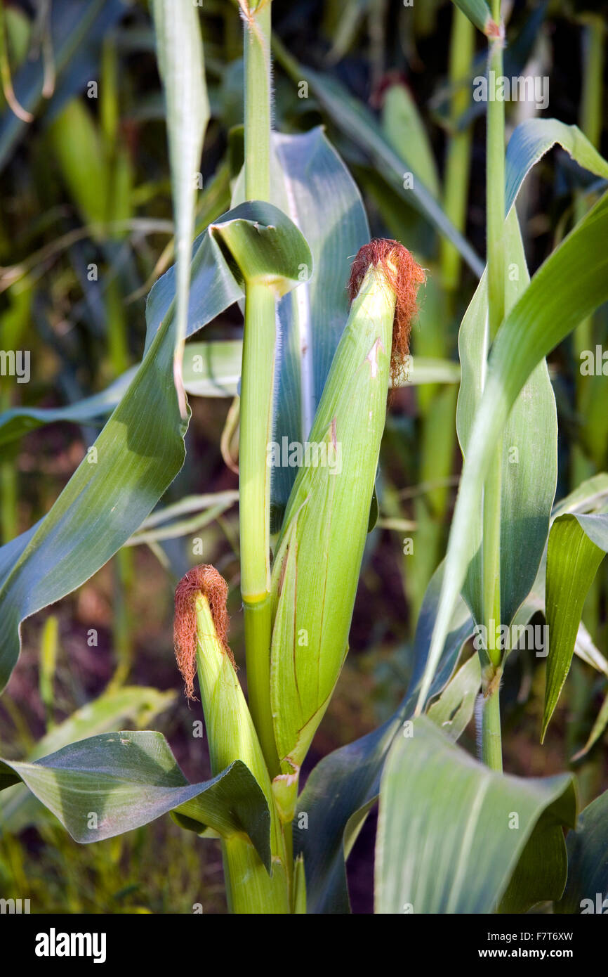 Nebraskam corn field biofuel hi-res stock photography and images - Alamy