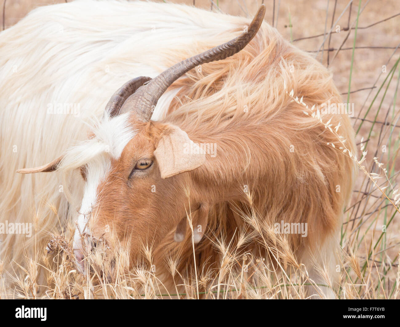 goat disheveled in campaign. Funny image of a goat Stock Photo - Alamy