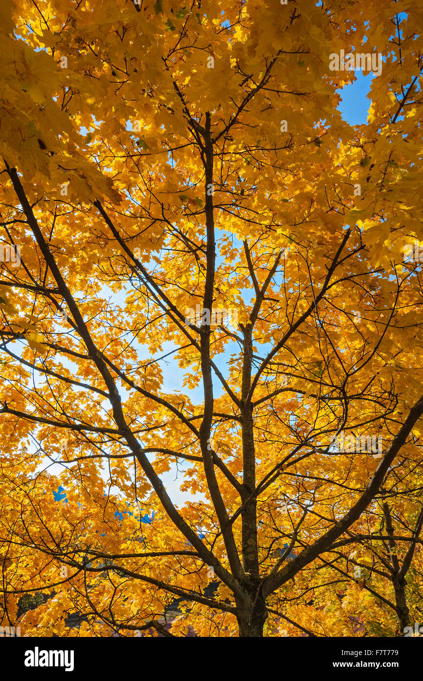 Yellow fall foliage, maple tree (Acer), Bavaria, Germany Stock Photo ...
