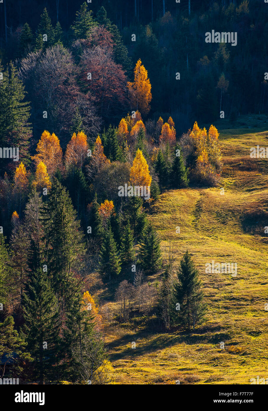 Colorful autumn forest, Jachenau, Bavaria, Upper Bavaria, Germany Stock ...
