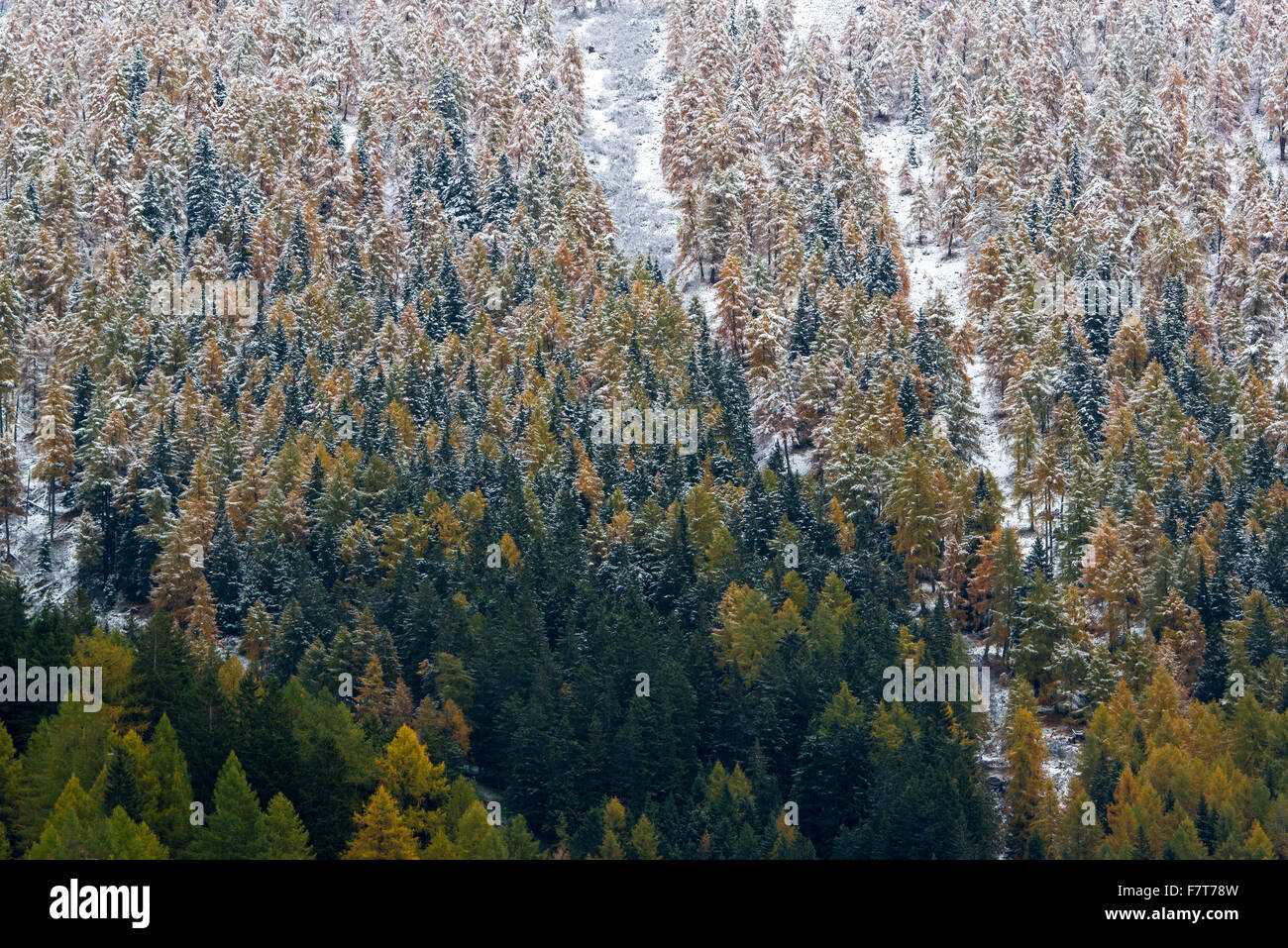 Snowy trees, spruce and larch trees in autumn, Trentino Province ...