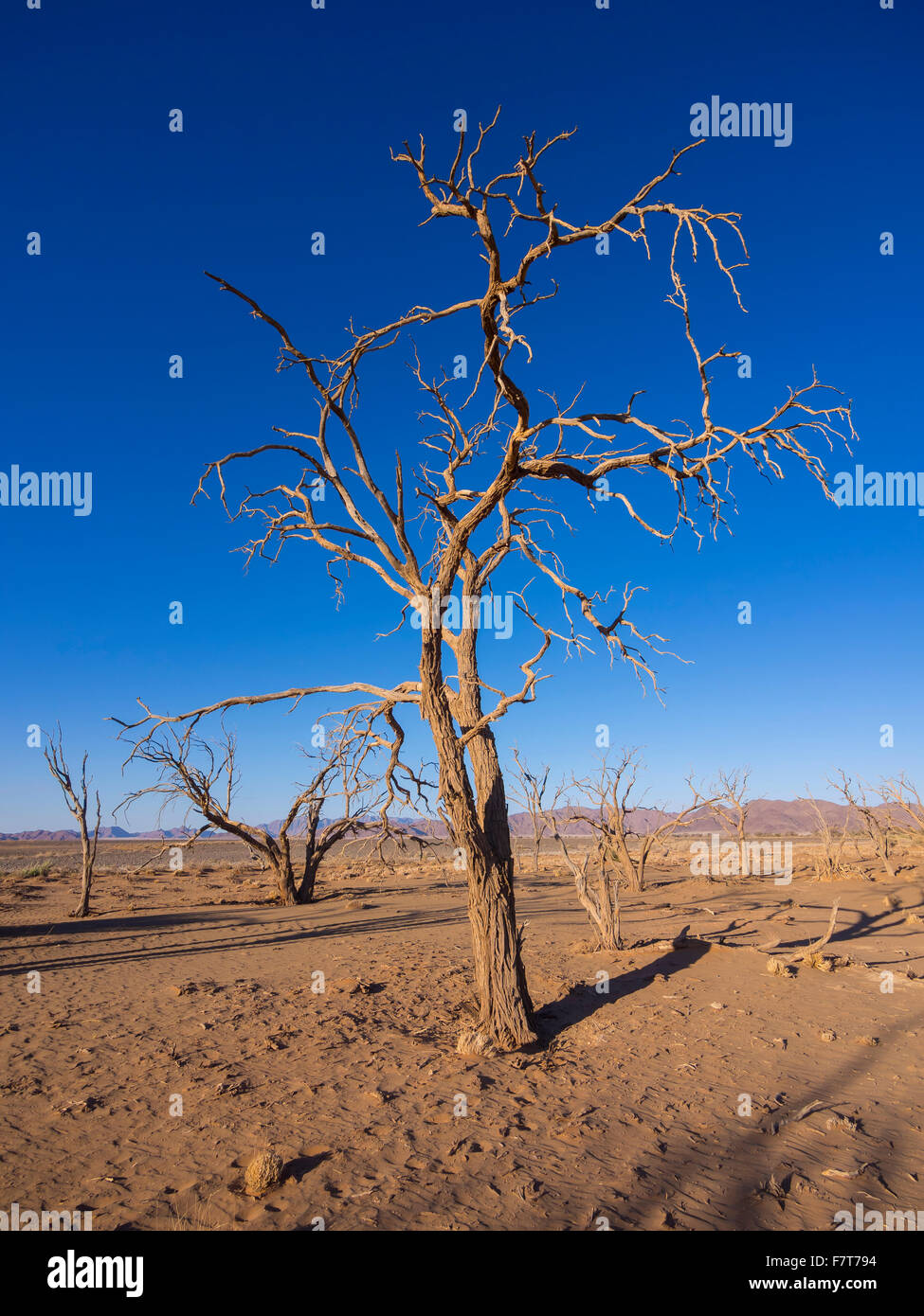 Dried out camel thorn tree (Acacia erioloba) in Kulala Wilderness ...