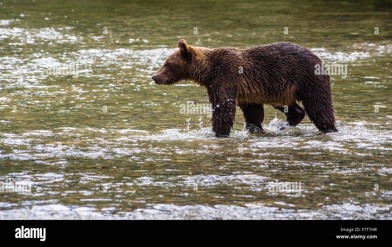 Grizzly bears in the Orford River Valley, Vancouver Island, British ...