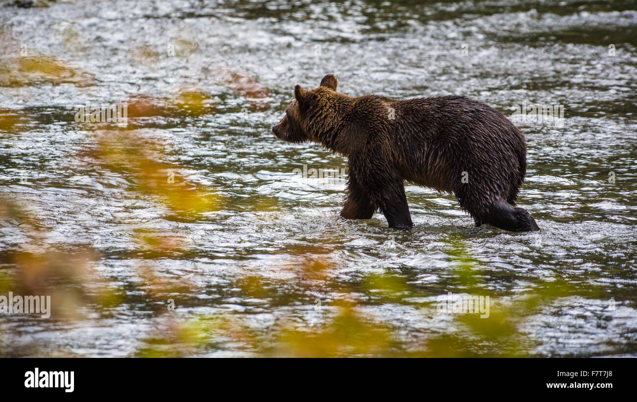 Grizzly bears in the Orford River Valley, Vancouver Island, British ...