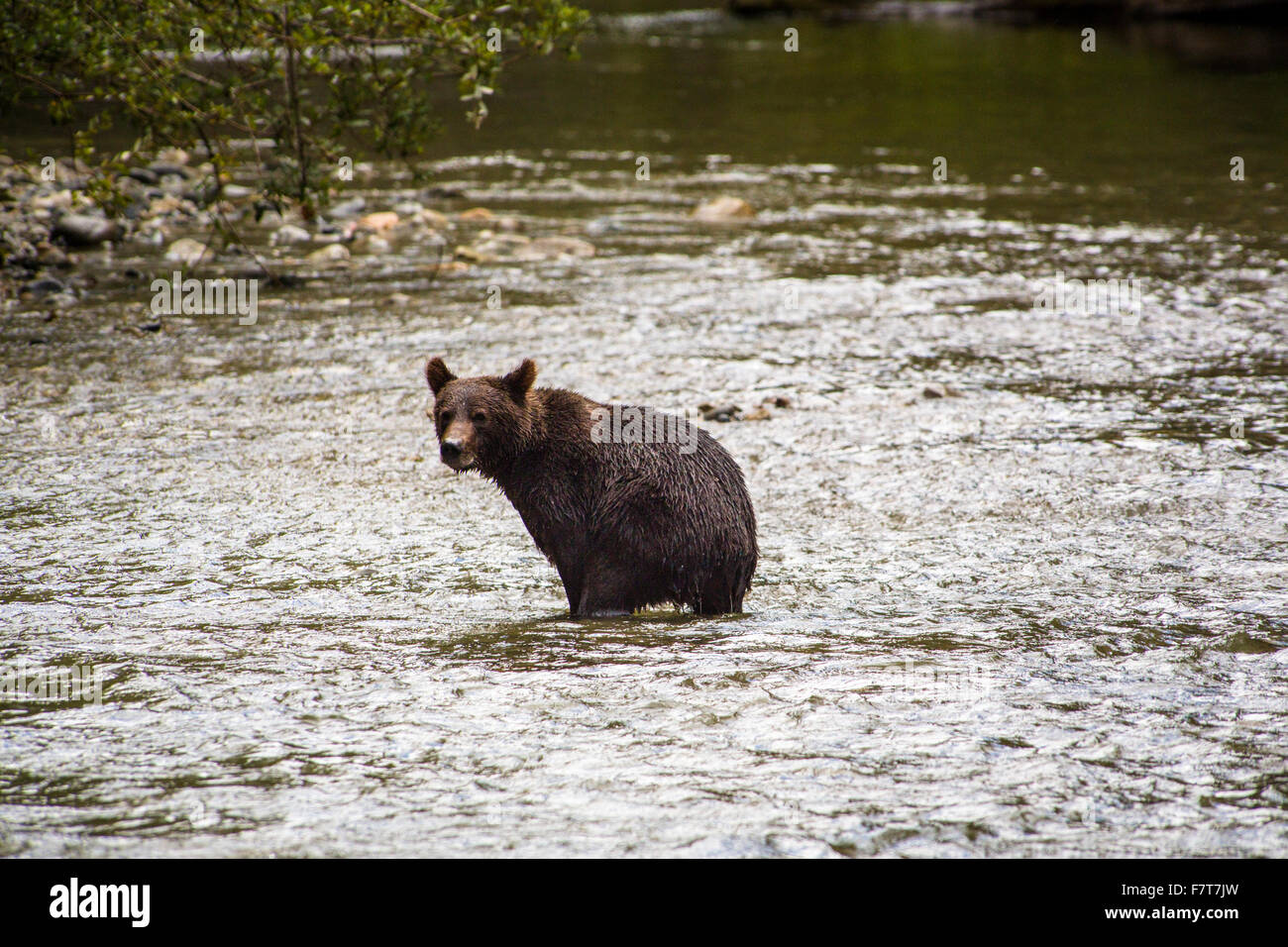 Grizzly bears in the Orford River Valley, Vancouver Island, British ...