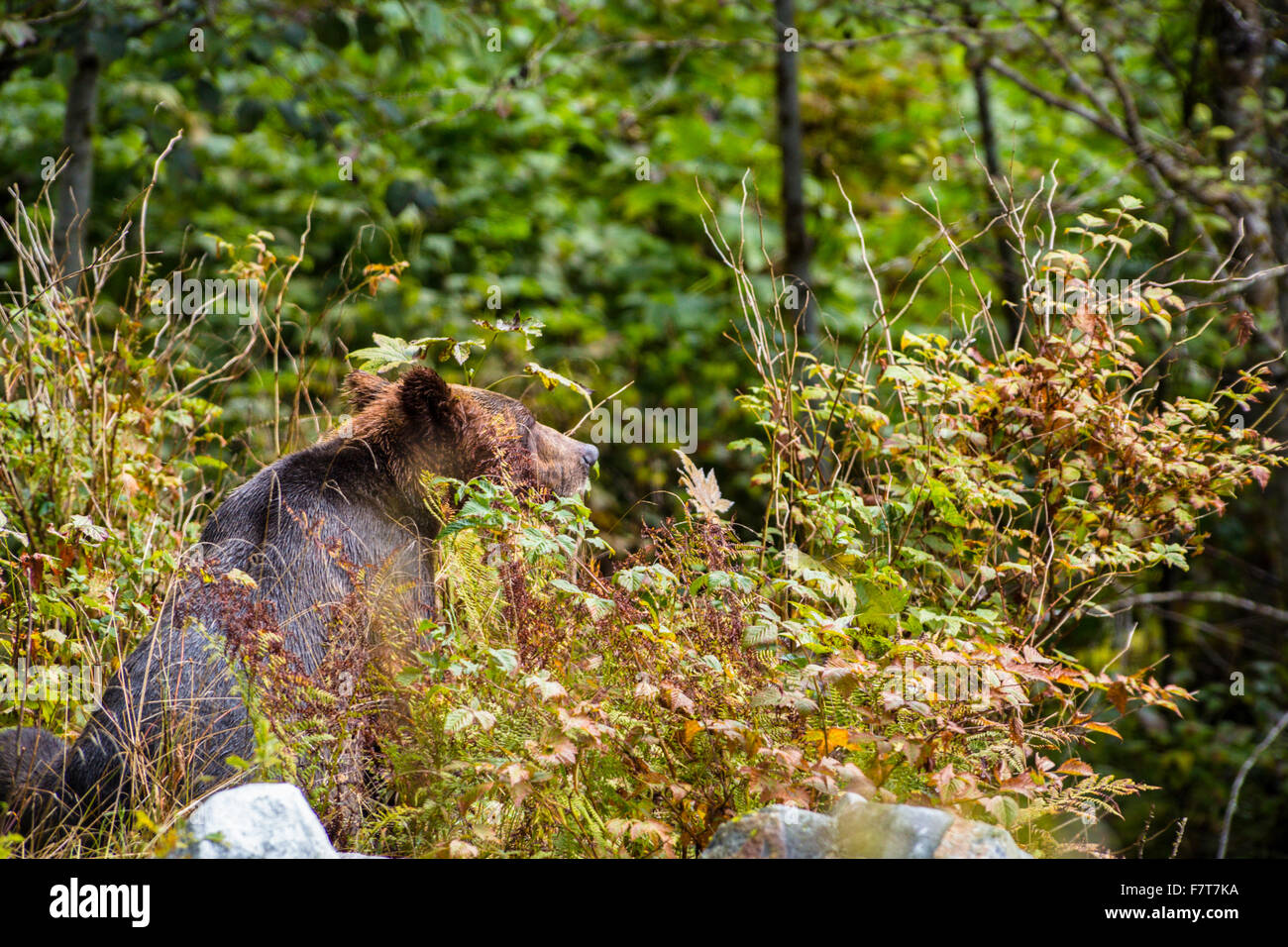 Grizzly bears in the Orford River Valley, Vancouver Island, British ...