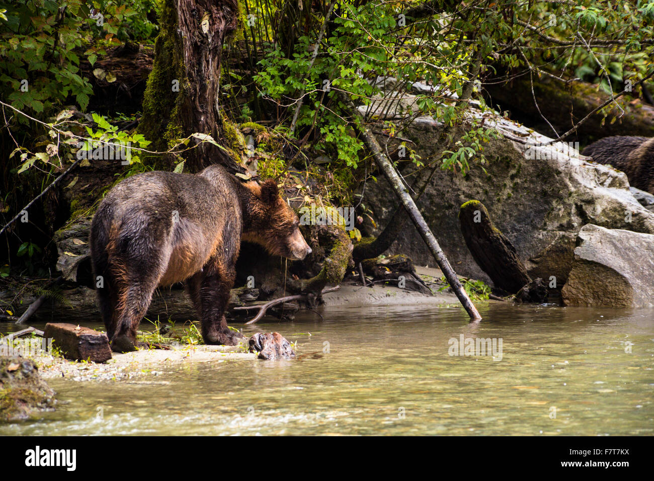 Grizzly bears in the Orford River Valley, Vancouver Island, British ...