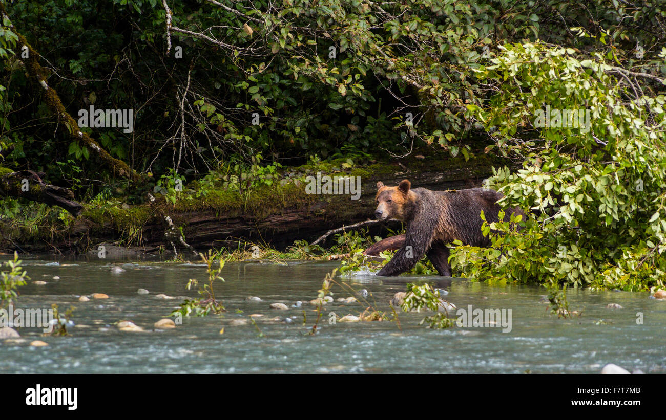 Grizzly bears in the Orford River Valley, Vancouver Island, British ...