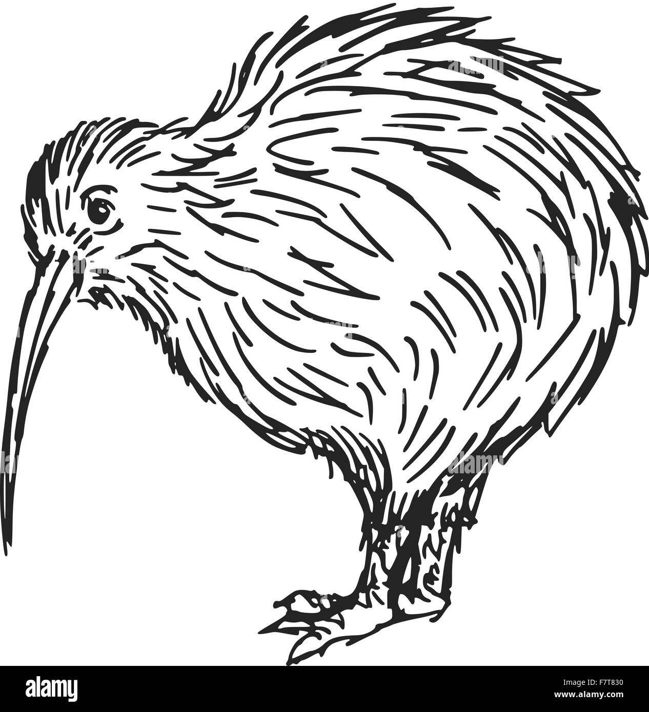 Zealand bird Black and White Stock Photos & Images - Alamy