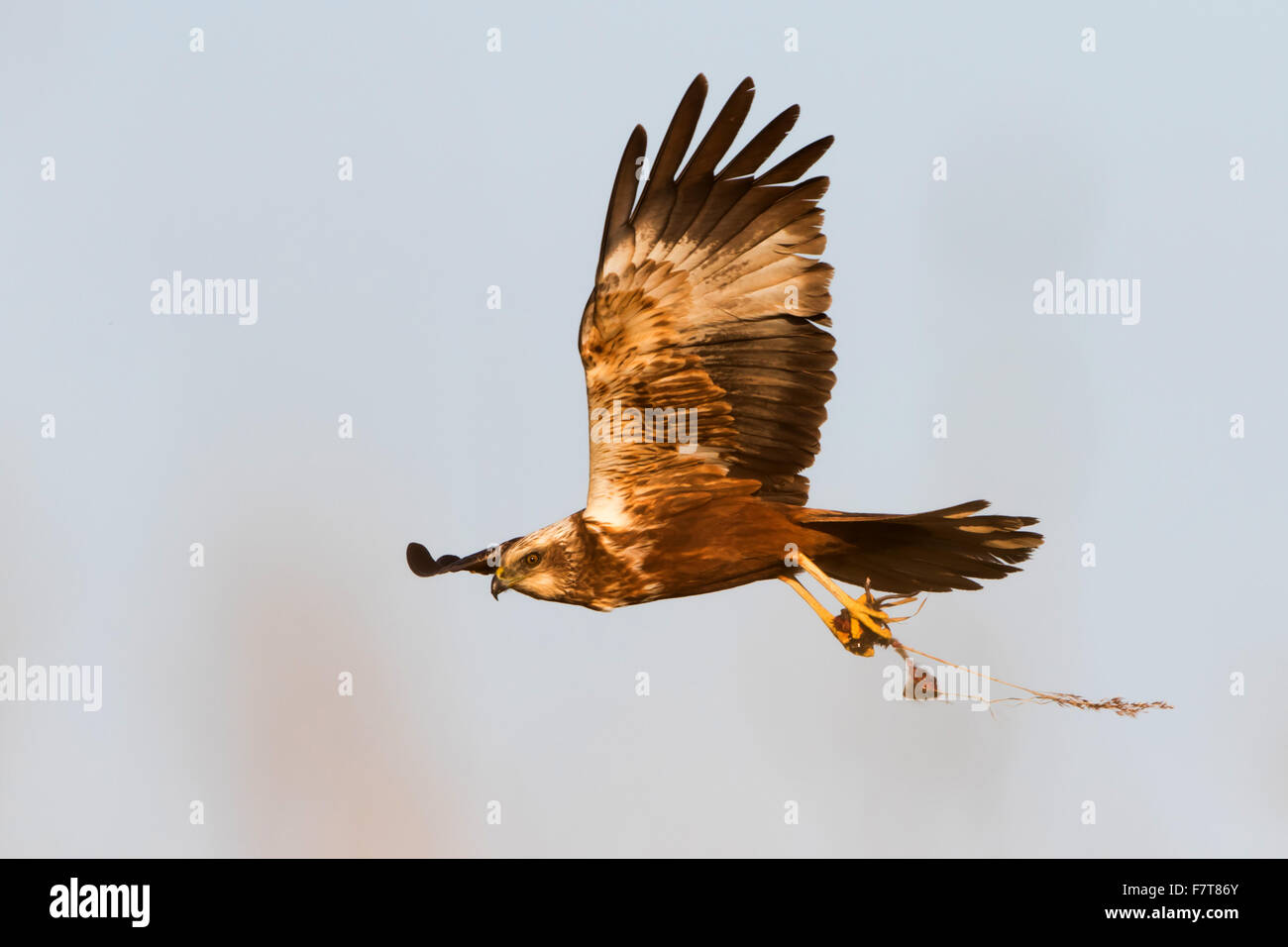 Eurasian or western marsh harrier (Circus aeruginosus) with prey in ...