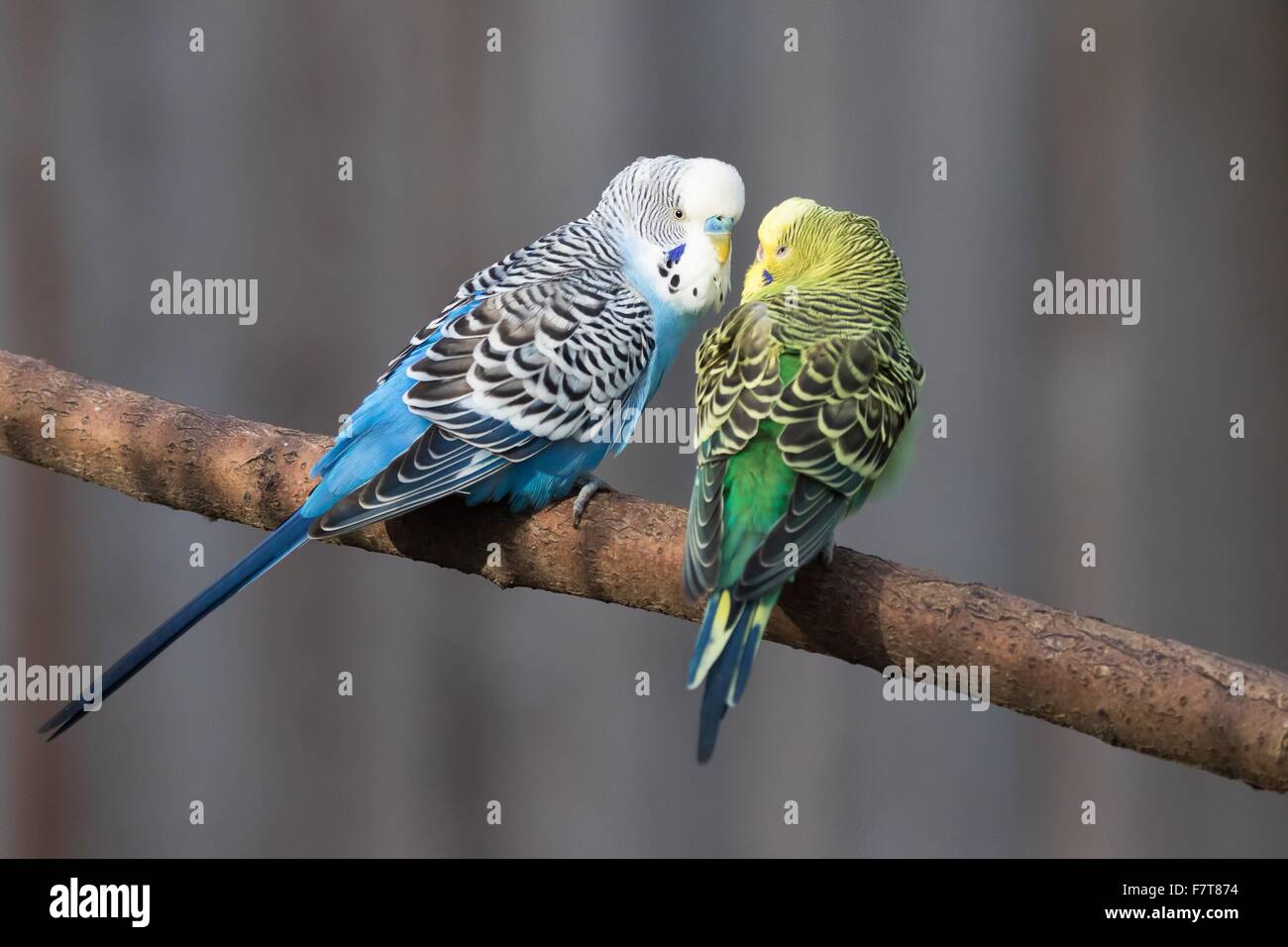 Budgerigars (Melopsittacus undulatus) kissing, captive Stock Photo - Alamy