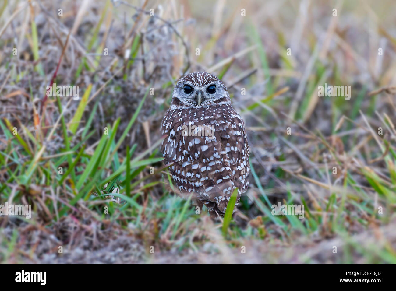 Owl in grass hi-res stock photography and images - Alamy