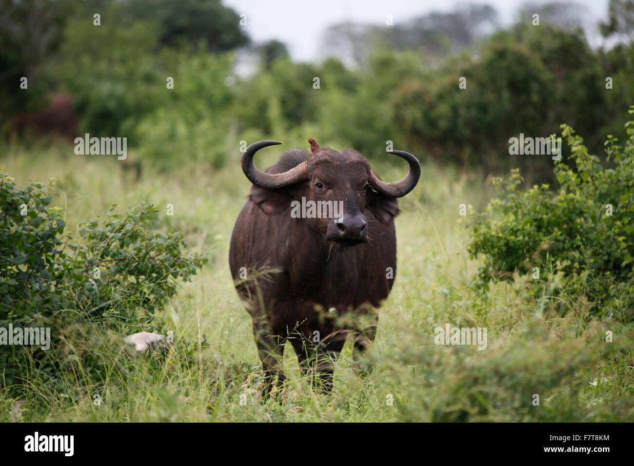 Buffalo migration hi-res stock photography and images - Alamy