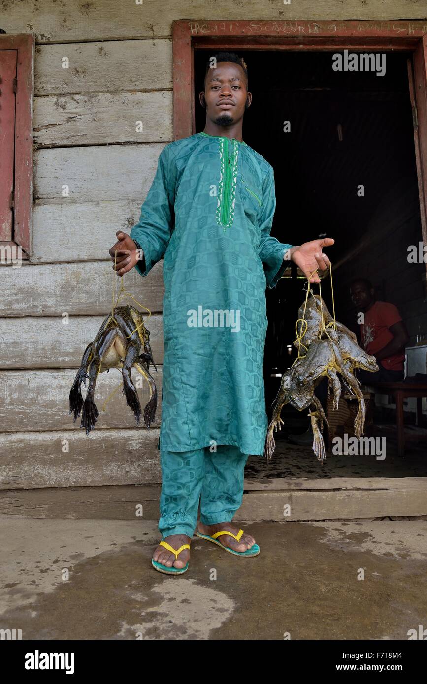 Frog catcher with live Goliath frogs (Conraua goliath), largest frog in ...
