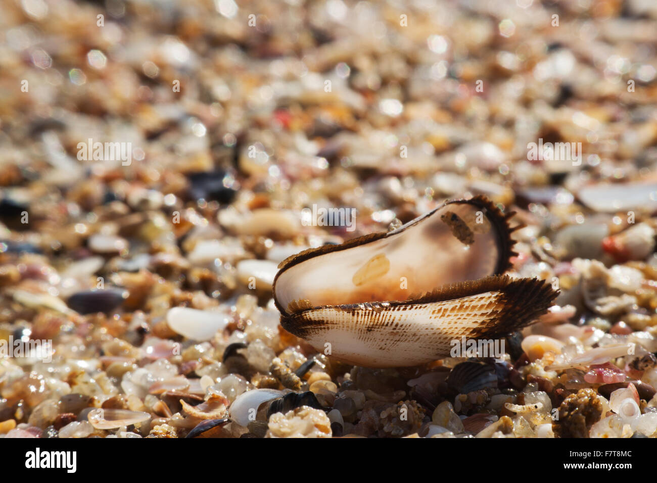Empty shell on a gravel beach Stock Photo - Alamy