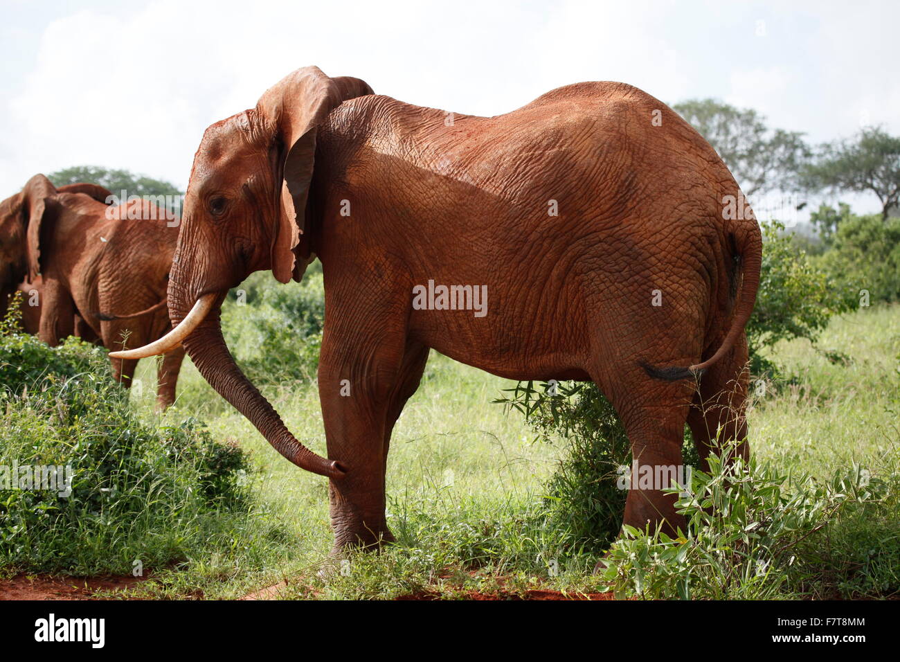 Elephant caravan hi-res stock photography and images - Alamy