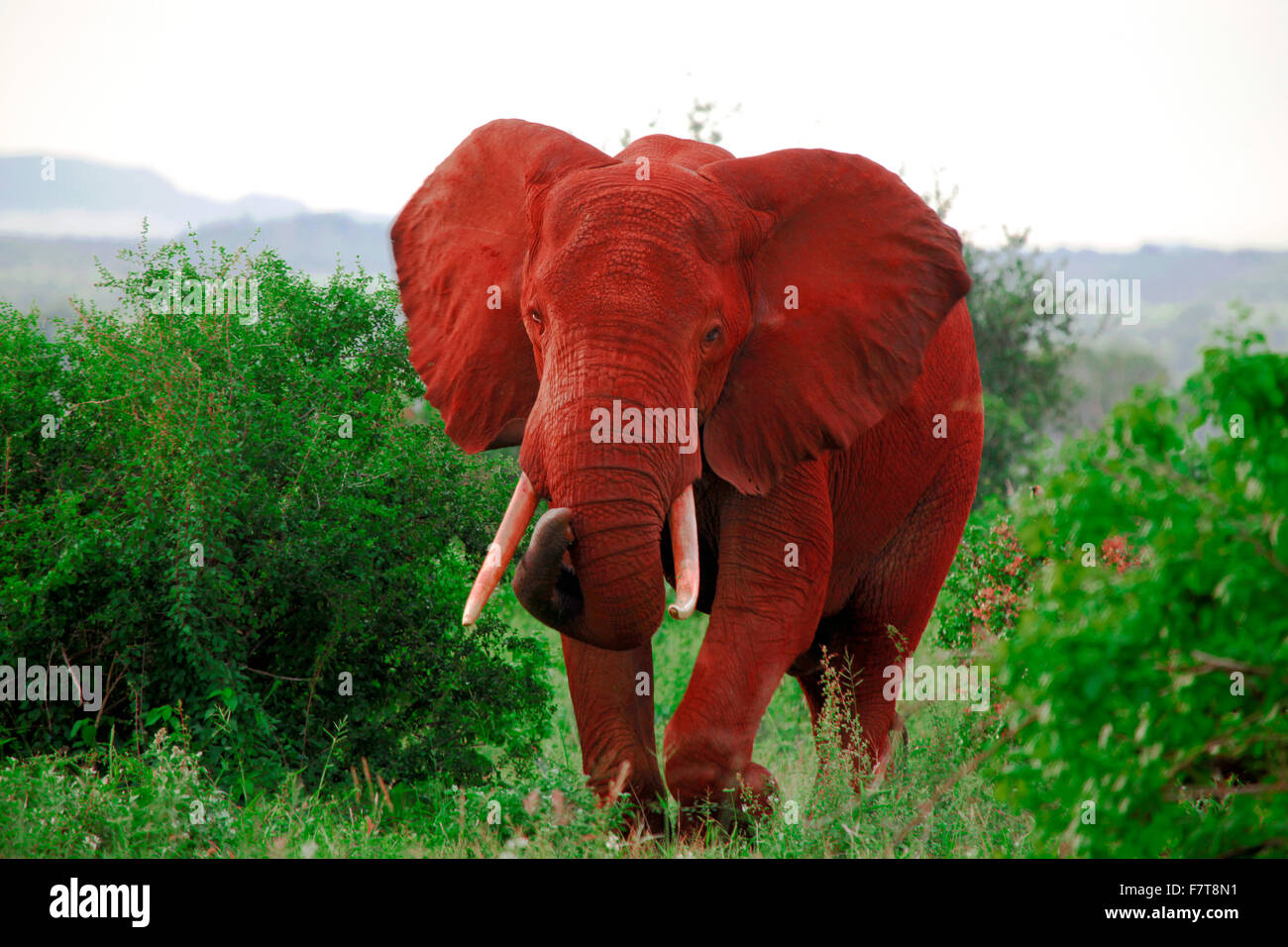 elephants in tsavo east national park kenya Stock Photo - Alamy