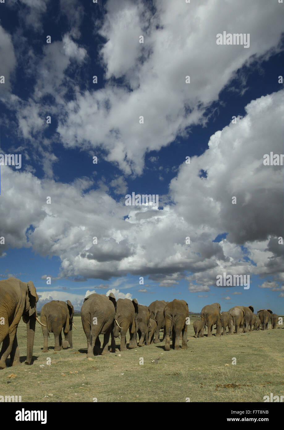 Elephants marching hi-res stock photography and images - Alamy