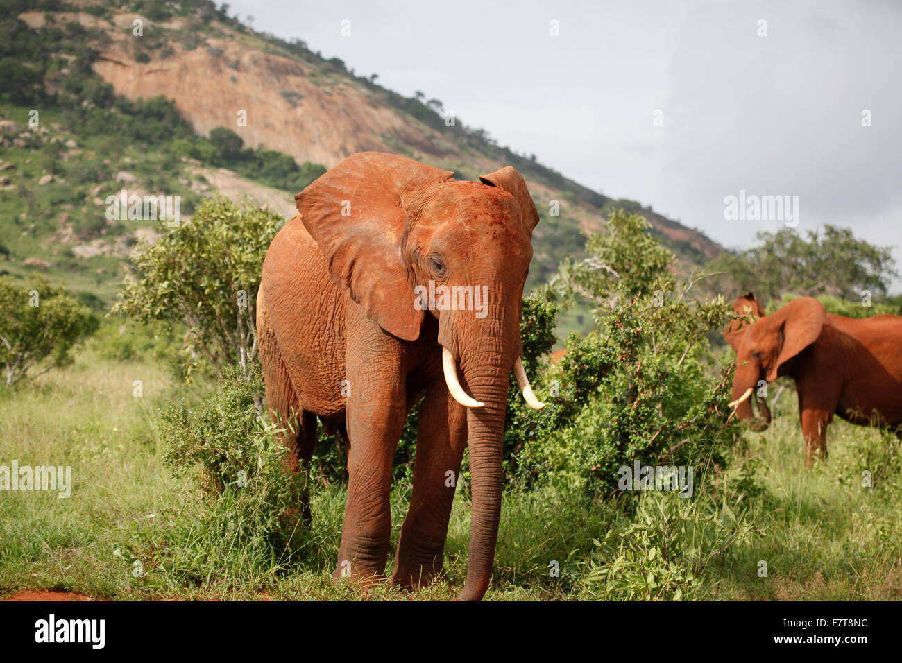 elephants in tsavo east national park kenya Stock Photo - Alamy