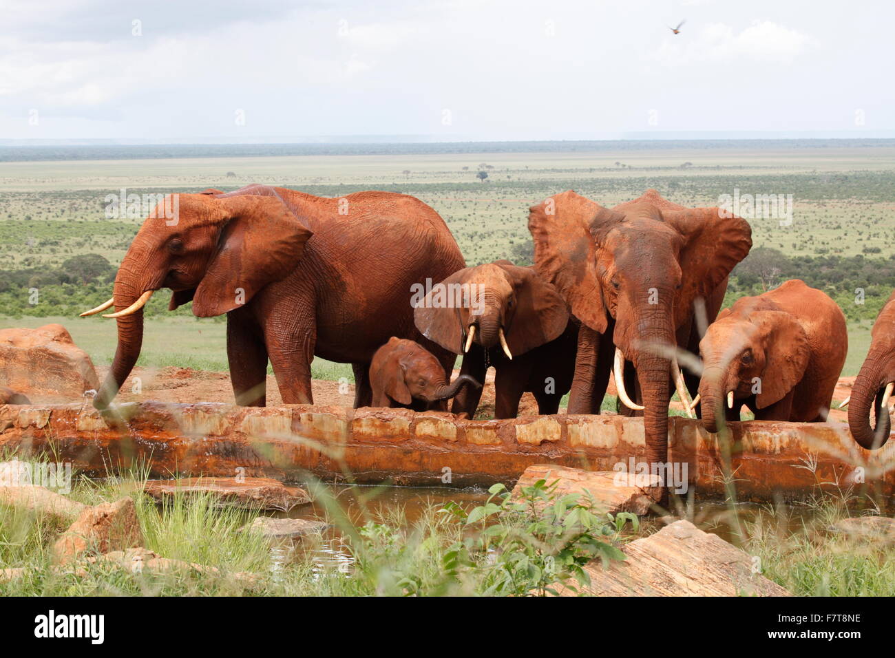 elephants in tsavo east national park kenya Stock Photo - Alamy