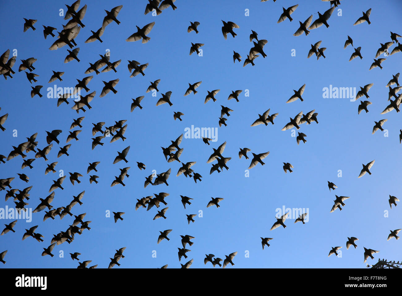 Swarm of birds hi-res stock photography and images - Alamy